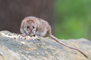 Rat infestation in Startforth – Teesdale Mercury