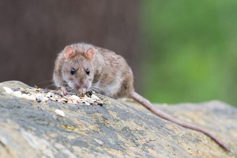 Rat infestation in Startforth – Teesdale Mercury